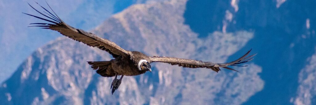 Condor Bird in Peru: The largest bird in the world | Peru Expeditions Tours